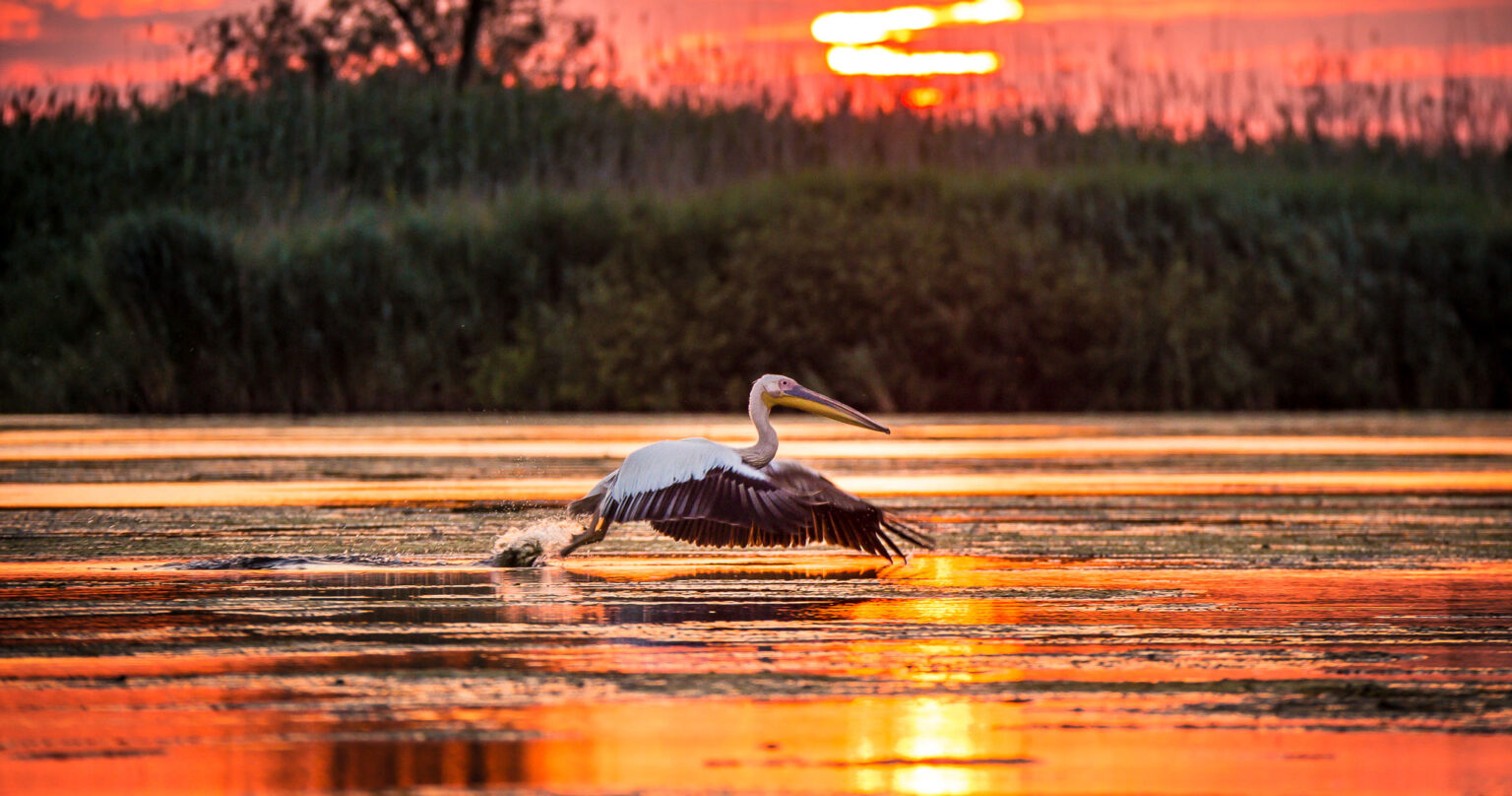 Apus pe salba de lacuri - Excursii in Delta Dunarii - Lacuri in Delta