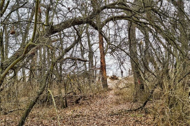 Padurea Letea, rezervatia aparuta pe nisipul ramas dupa retragerea ...