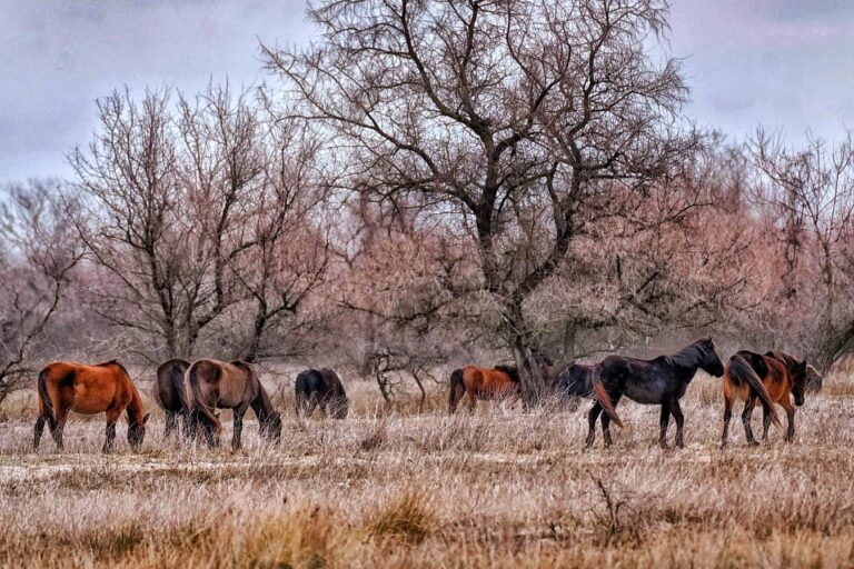 Padurea Letea, rezervatia aparuta pe nisipul ramas dupa retragerea ...